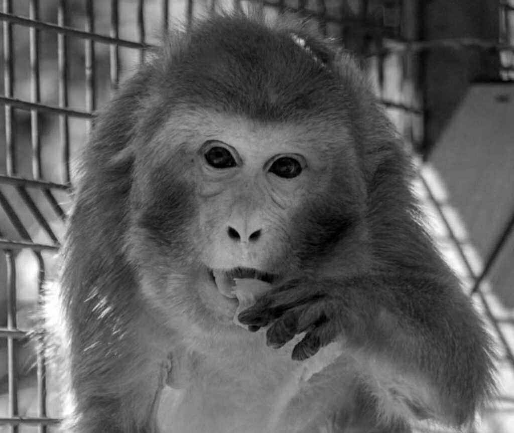 Underground Monkeys | STONES