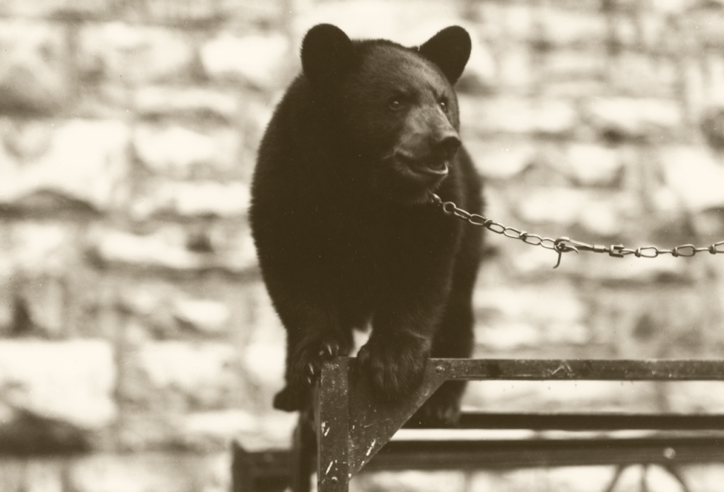 Boo Hoo on chain | STONES